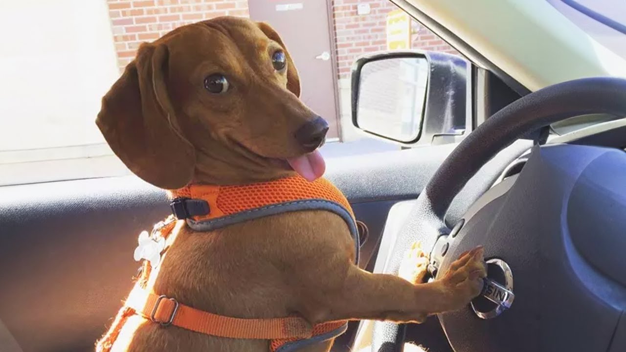 Dog Antics You Can't Help but Laugh At Try Not to Laugh!