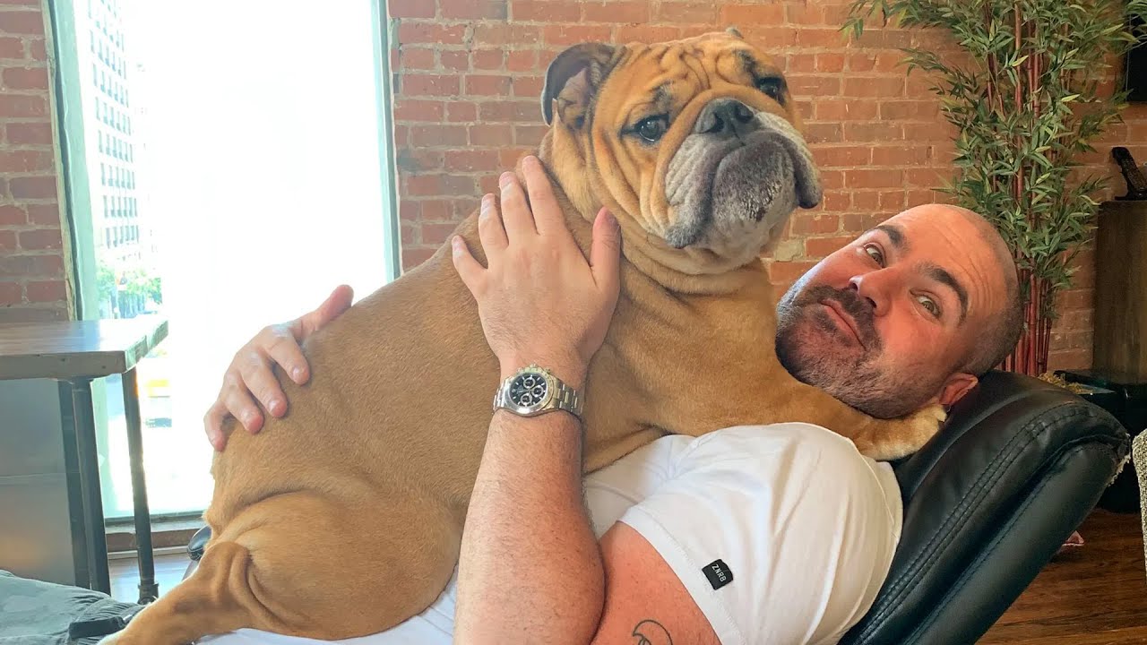 The funniest dog and human duo that melts hearts instantly