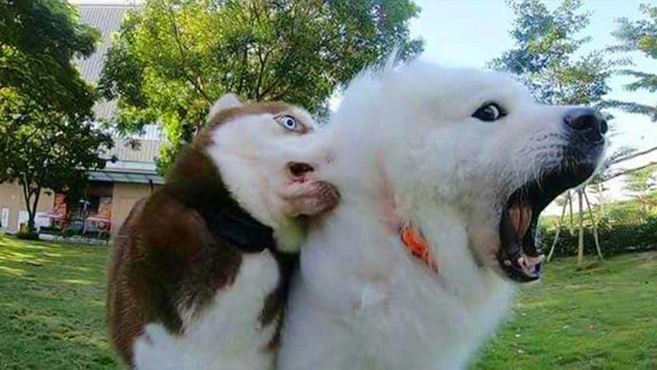 Life Feels Empty Without a Dog—Here’s Why