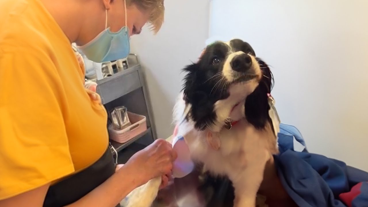 Dog at the Vet Tries to Be Tough—and Fails Adorably