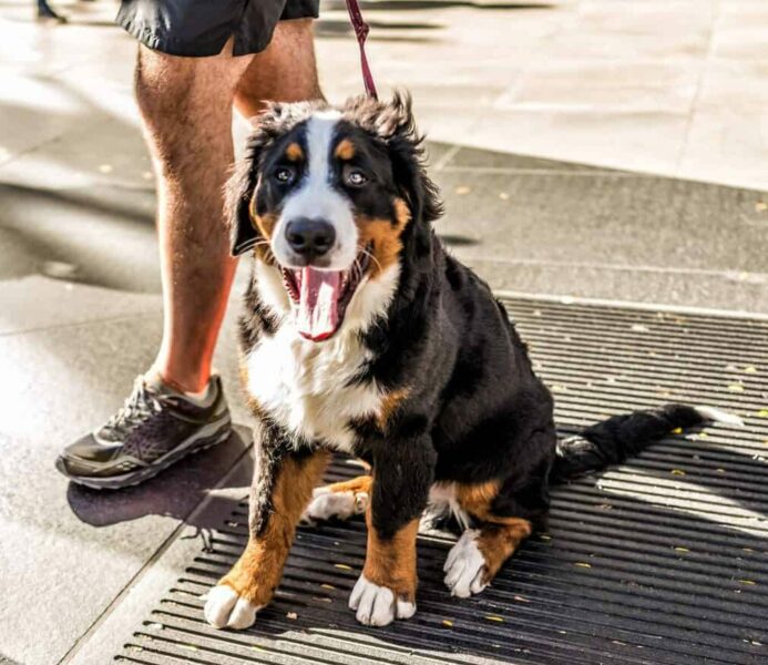 Summer dog walks: How to keep your dog cool and safe