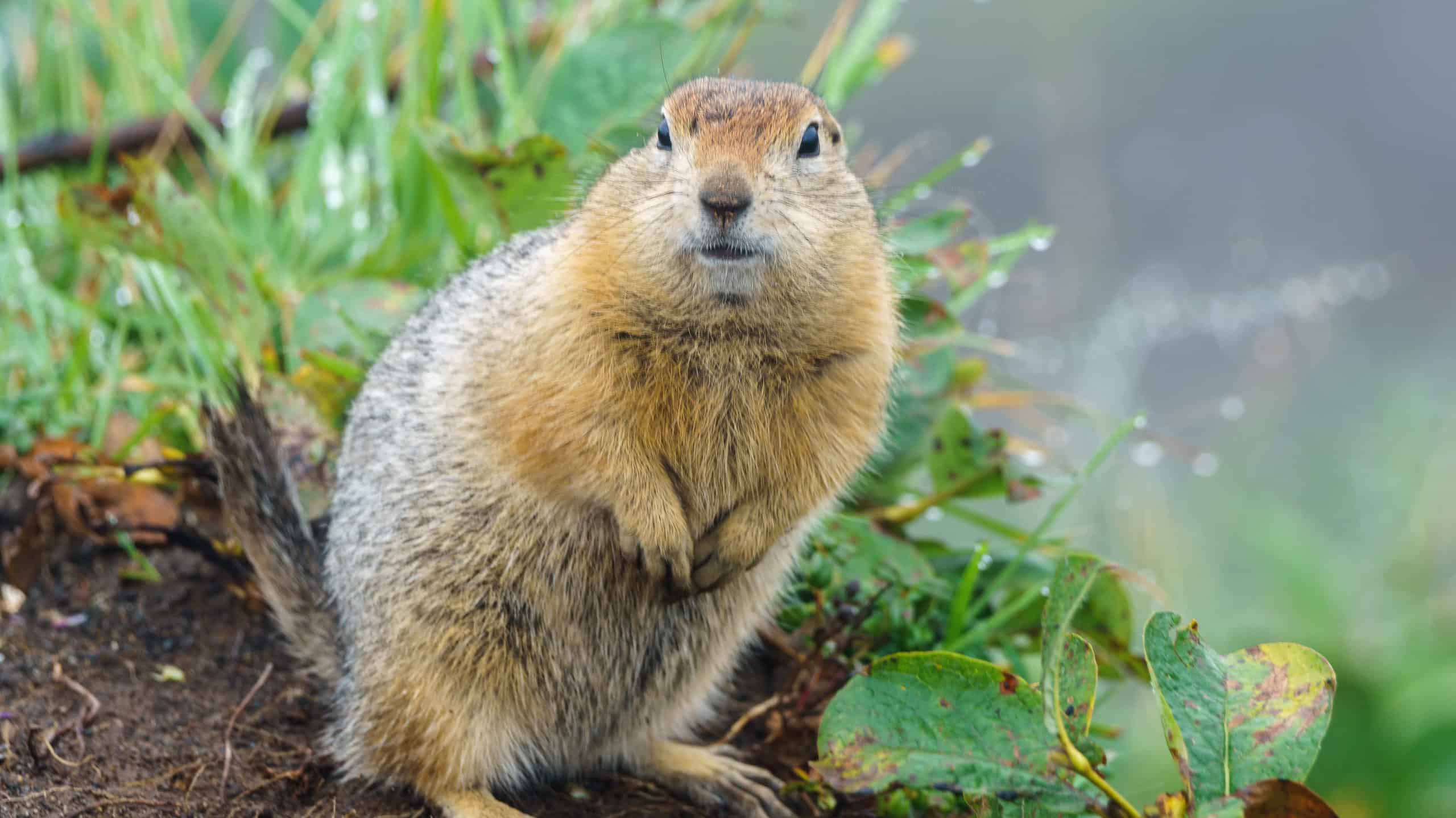 Keep Gophers Out of Your Yard With These Smells