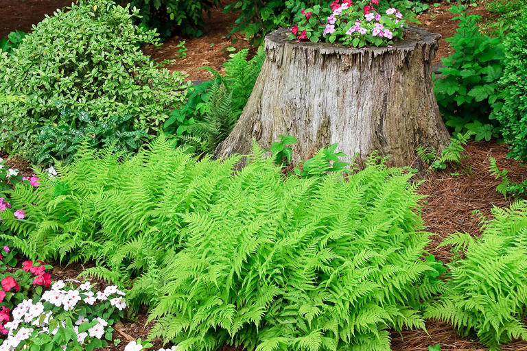 How to Grow Ferns, an Easy, Low-Maintenance Plant That Thrives in Shade