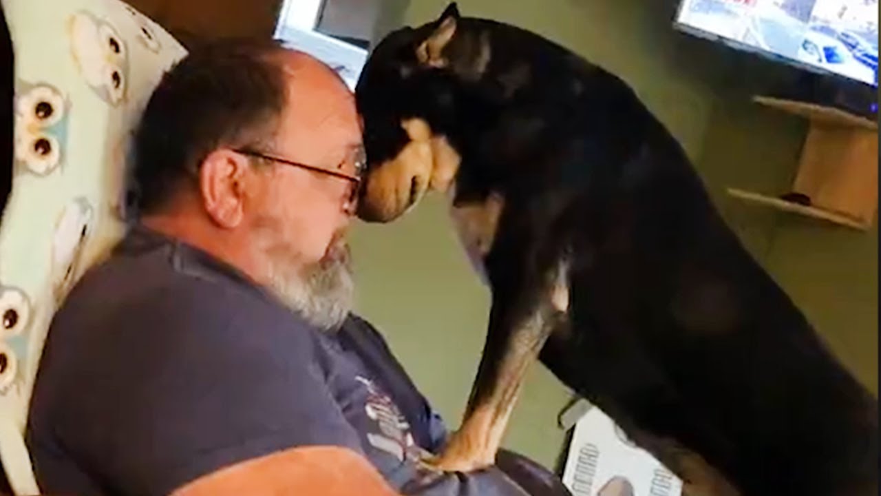 Reasons why having a dog fills your life with joy