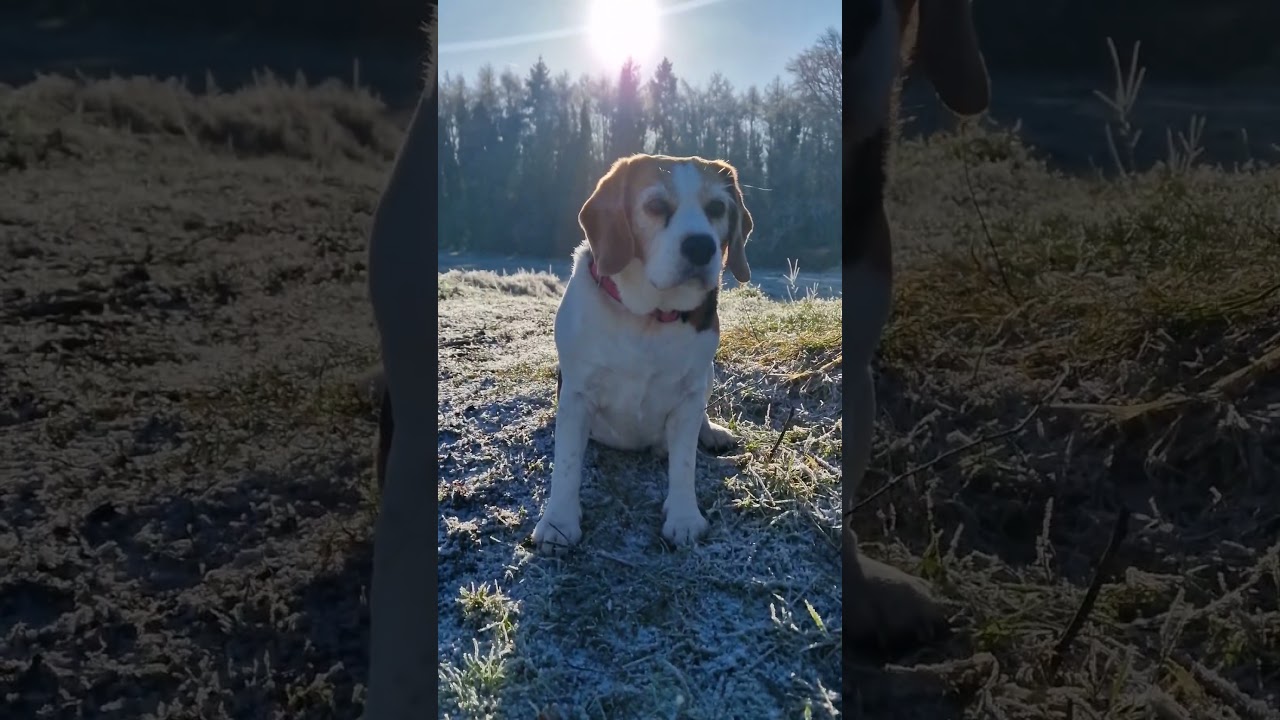 You want to go home, but your beagle stubbornly refuses
