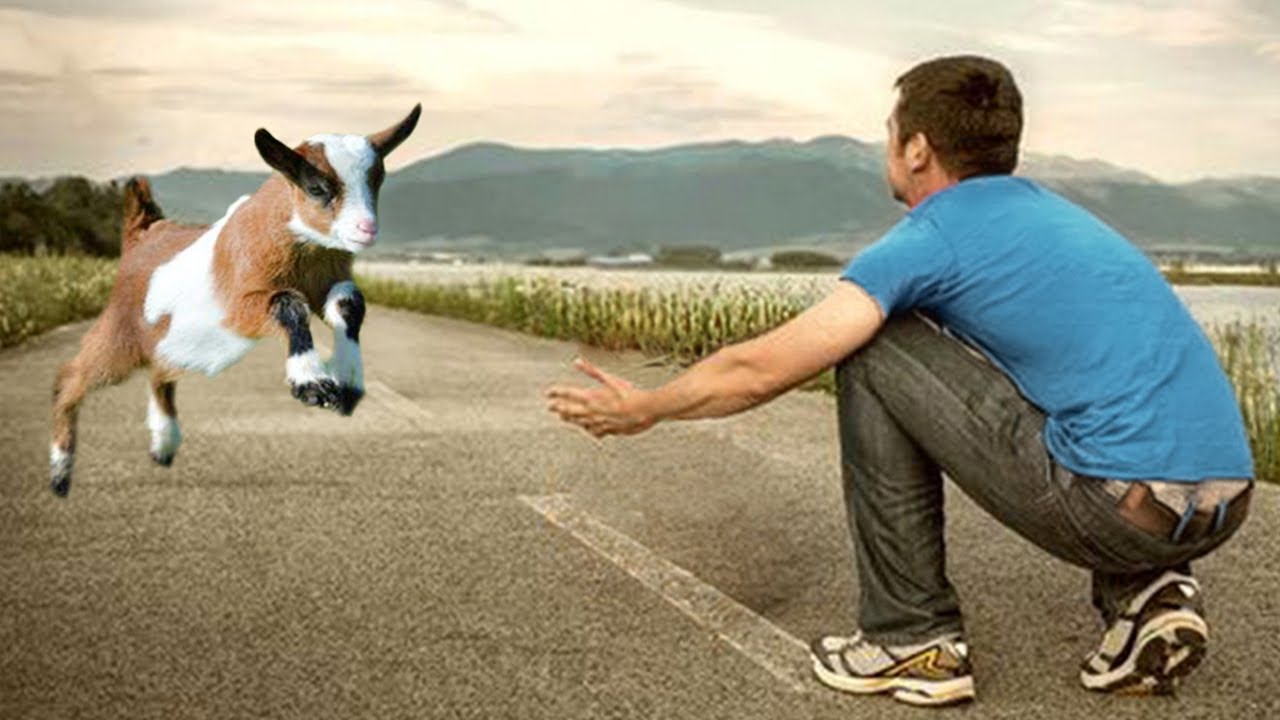 Heartwarming animal reunions you won't forget