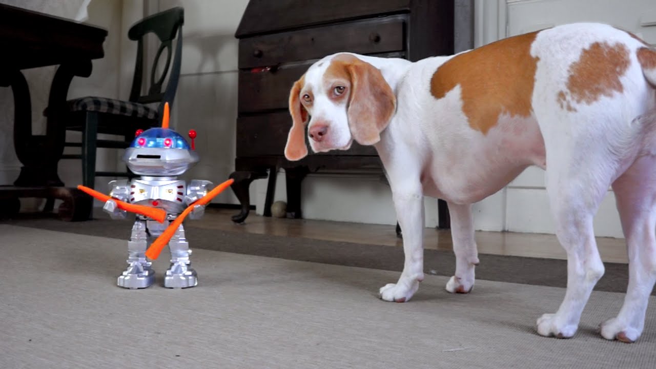 A dog faces off with a robot armed with carrots