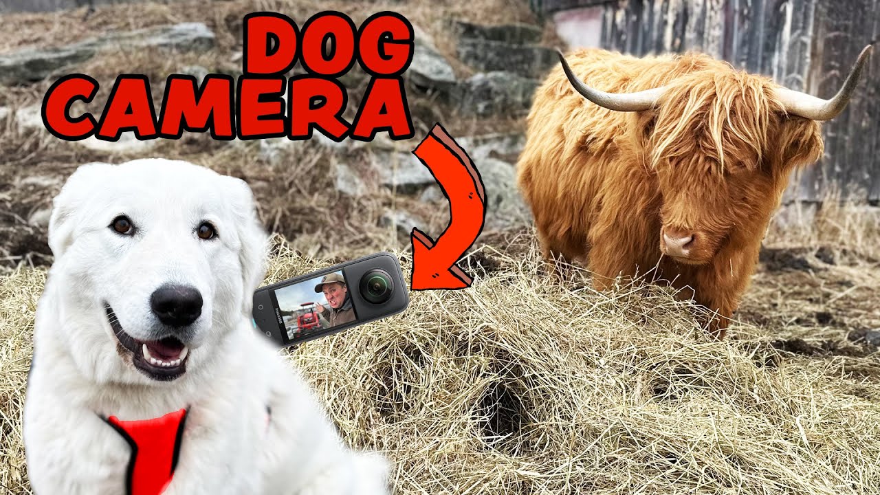 Watch a video filmed entirely by my farm dog