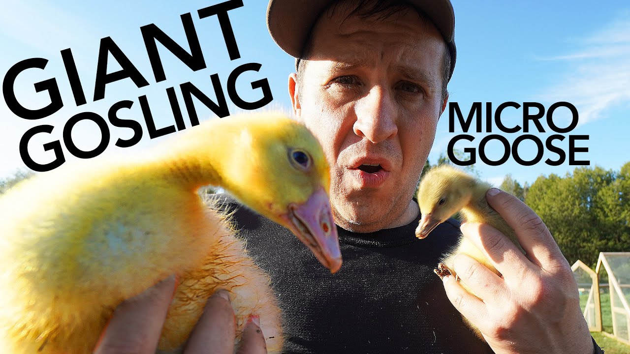 Will geese live together peacefully? Clash of goslings