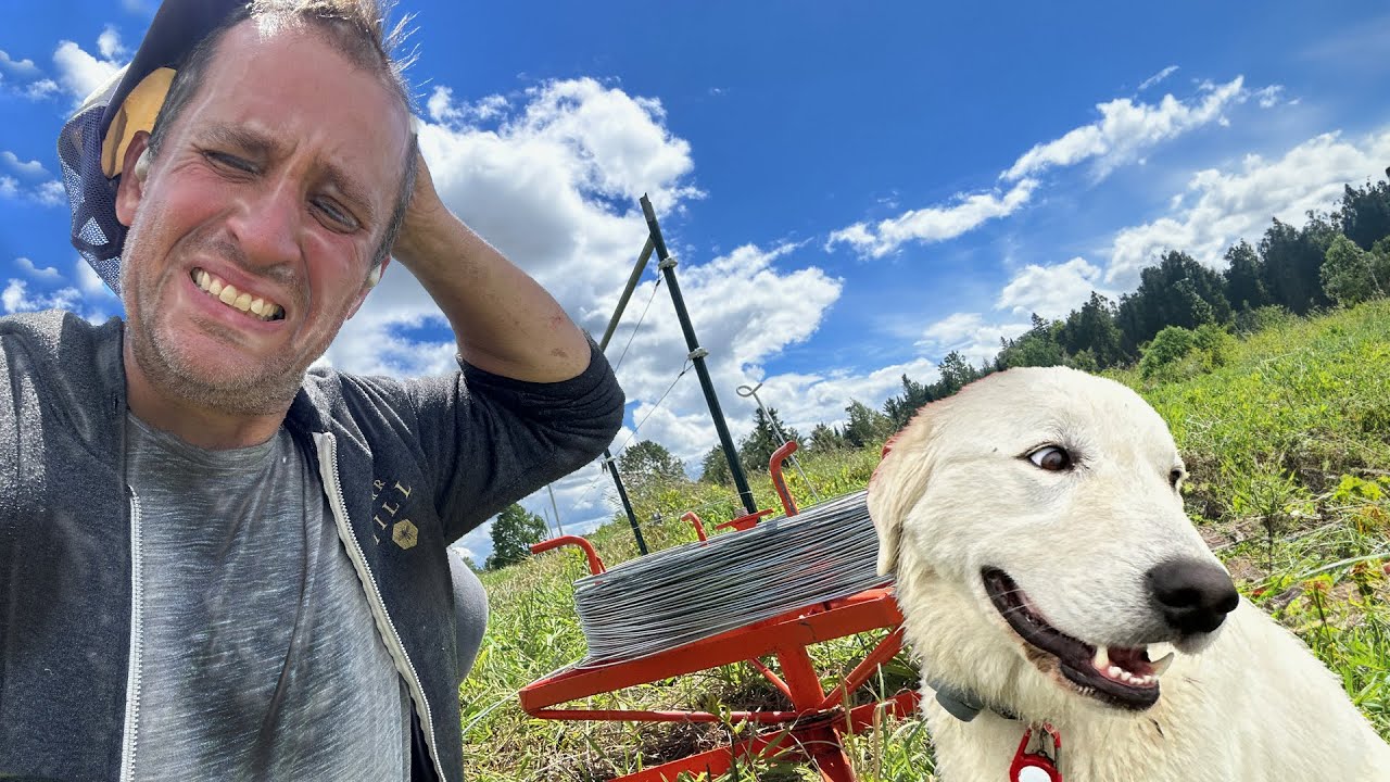 Farm Animals Discover Their Reflections for the First Time – Priceless ...