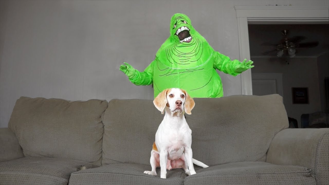 Dog destroys a slimy green creature
