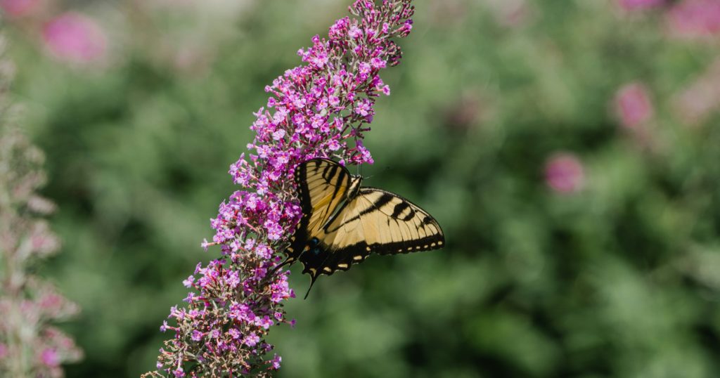 10 Reasons You Should Grow Butterfly Bush By Your Entrance