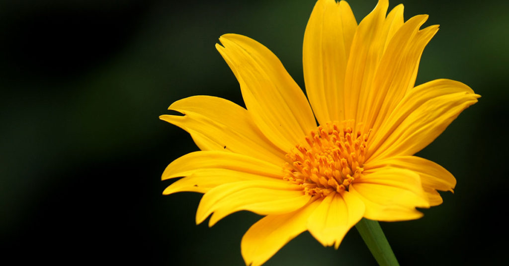 10 Yellow Flowers For A Gorgeous Fall Garden