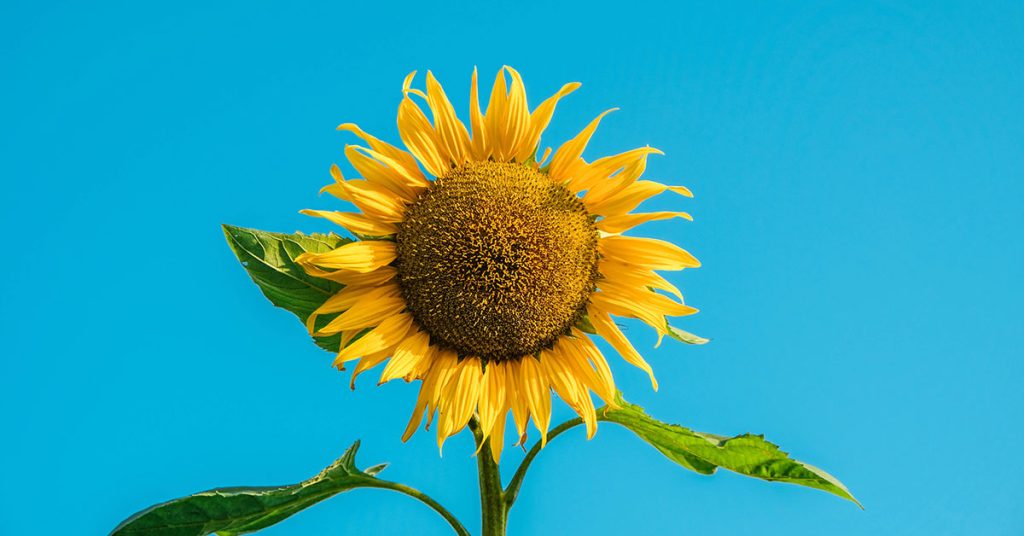 10 Reasons Why You Should Be Growing Sunflowers By Your Front Door