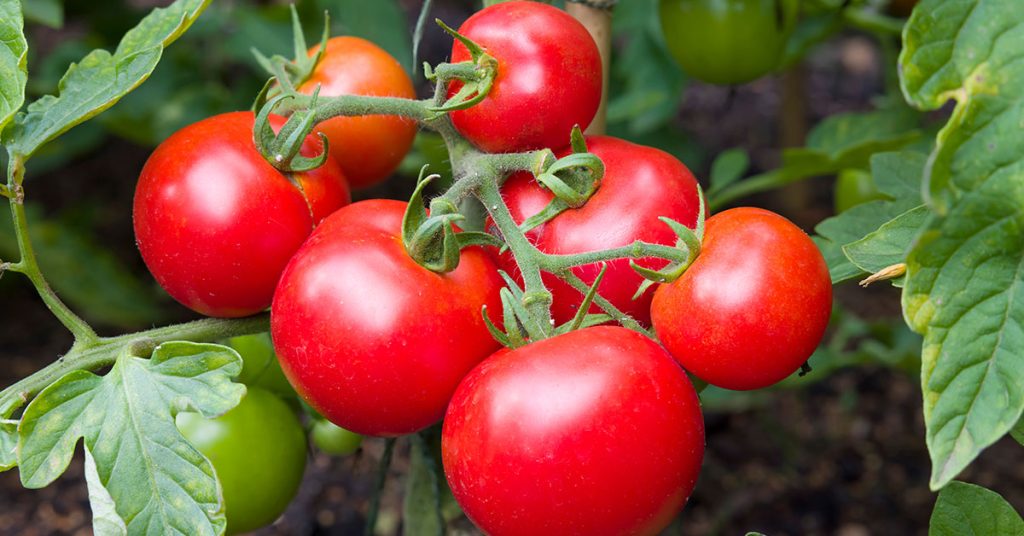 9 Mistakes That Will Kill Your Container Tomatoes Fast