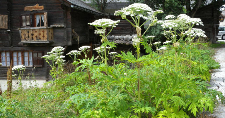 This Weed Is Extremely Dangerous. Is It In Your Yard?