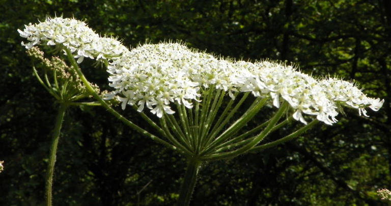 This Weed Is Extremely Dangerous. Is It In Your Yard?