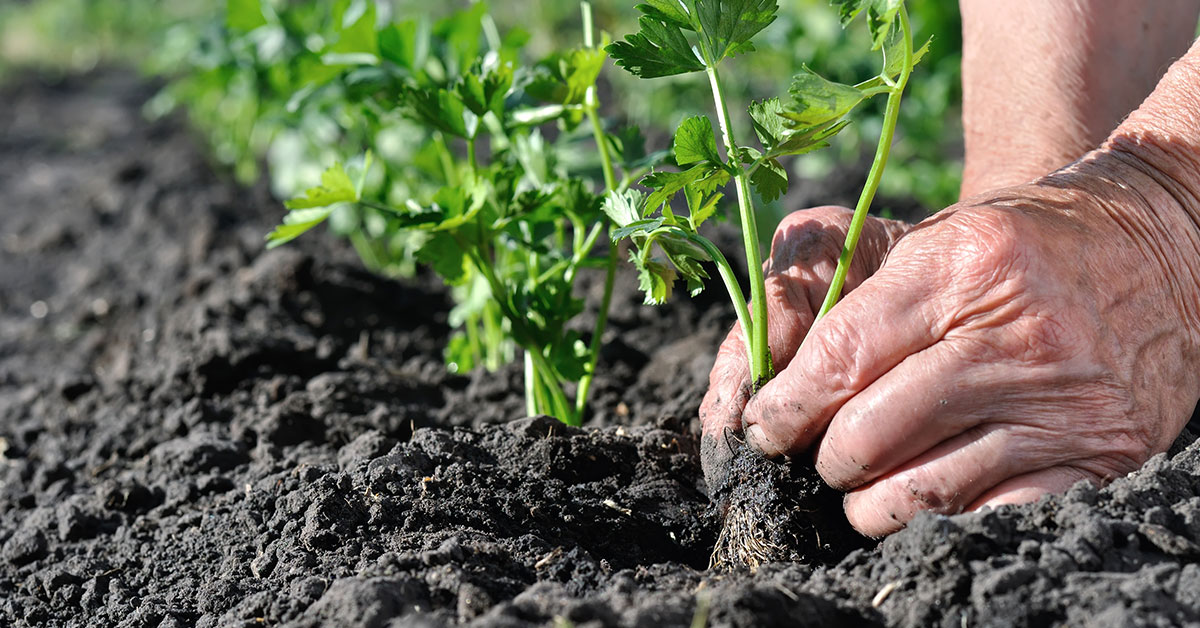 10 Gardening Tips For Growing Big Full Celery Stalks
