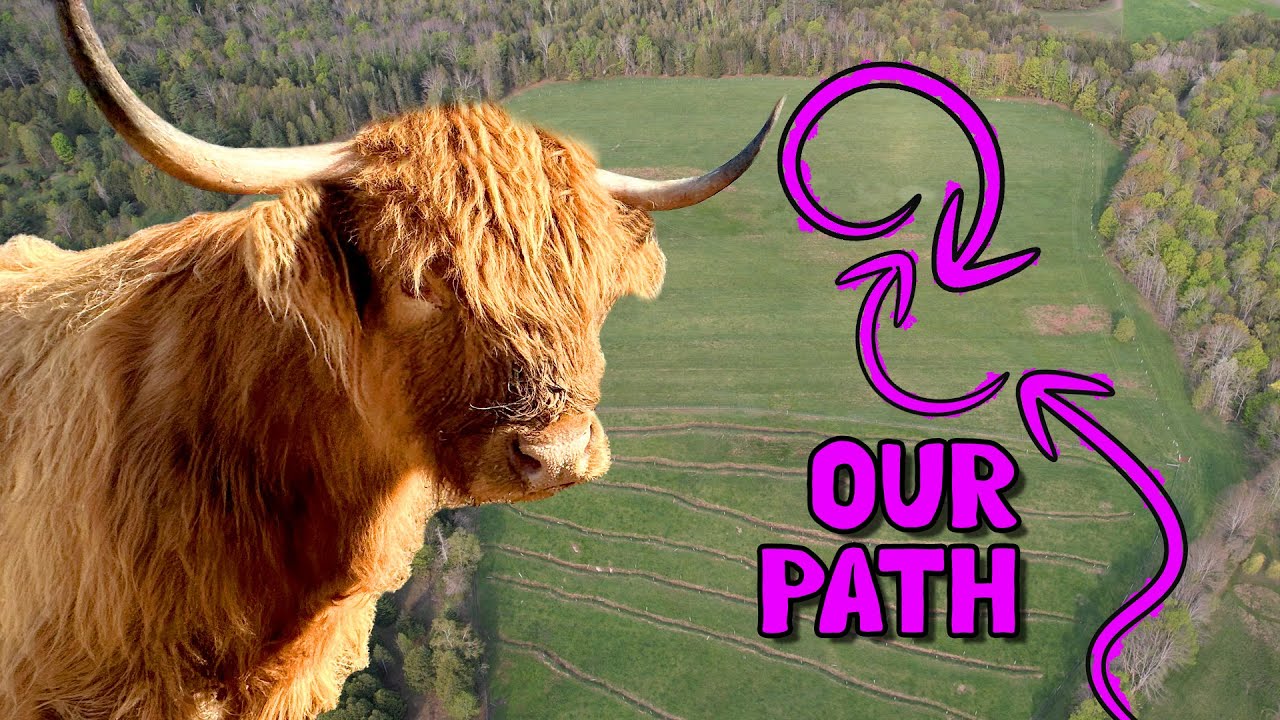 Cow Chaos: Epic Move to New Pasture