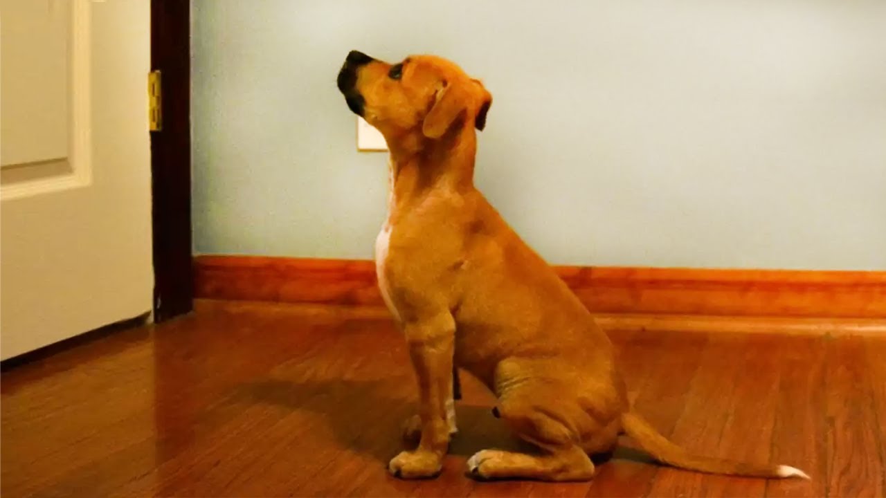 Dog’s Reaction to Your Return Will Melt Your Heart