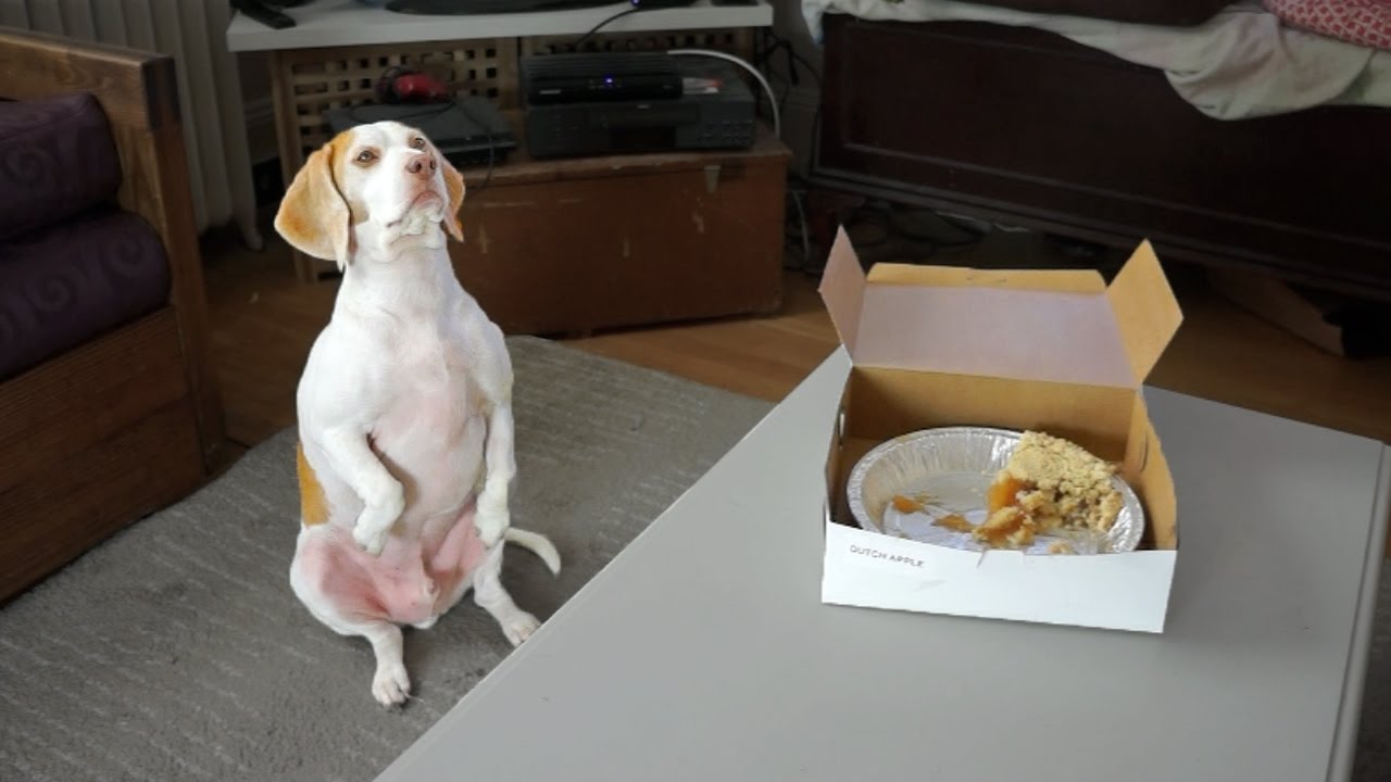 A dog pleads enthusiastically for its favorite food
