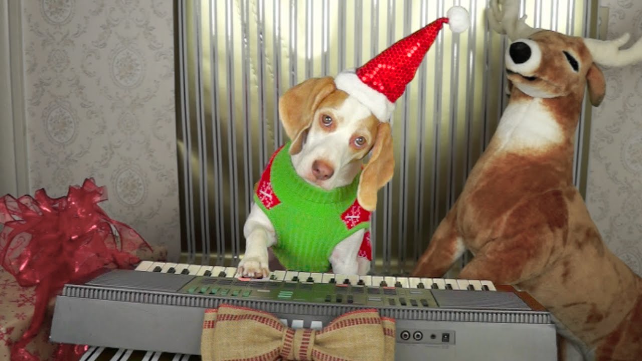 A dog tries playing a Christmas keyboard on his own