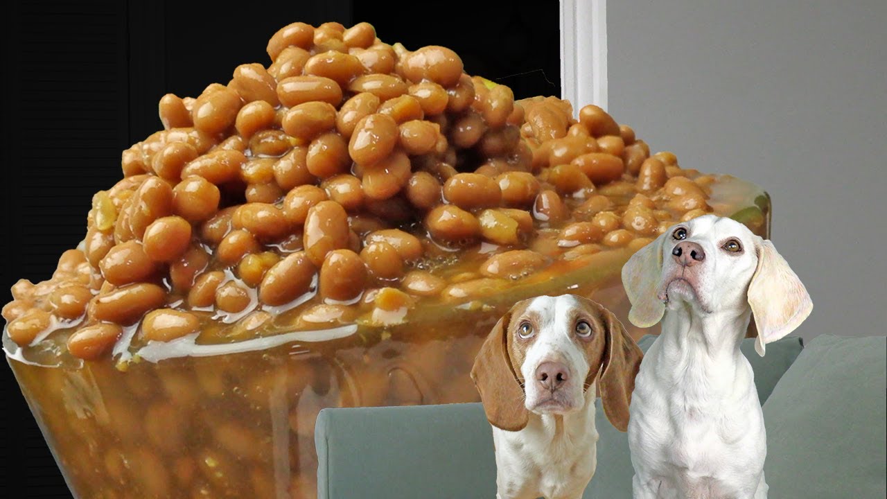 Baked beans invasion leads to messy pet chaos
