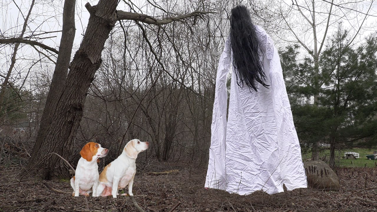 Giant ghost girl discovered in spooky forest prank