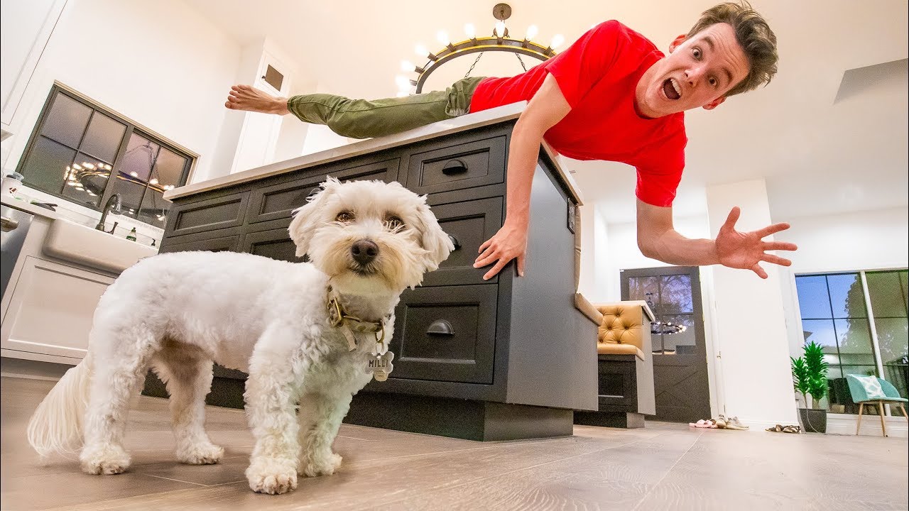 Ultimate Puppy Hide and Seek Challenge with Adorable Puppies