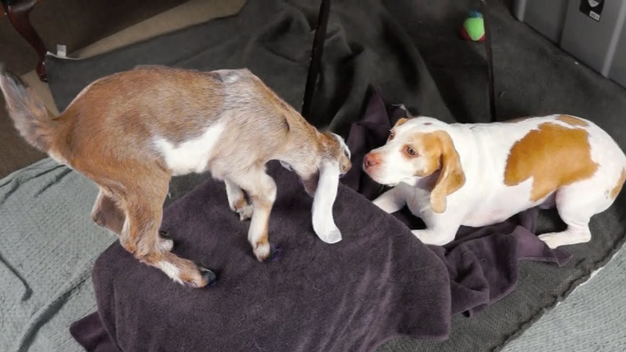 A dog watches baby goats stumble through playtime