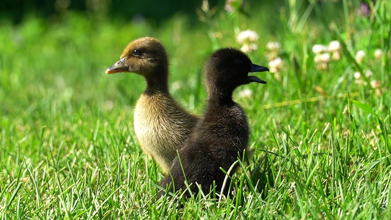 Little ducklings explore a big world full of dangers