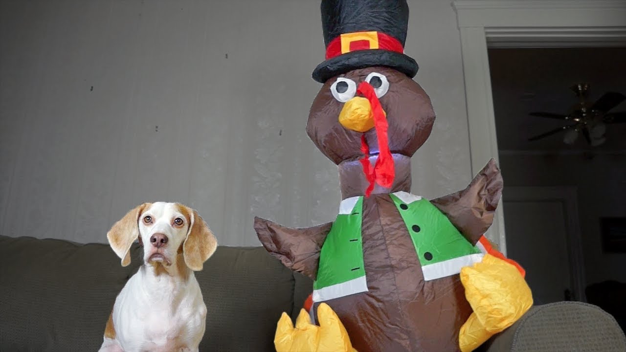 Dog chases and plays with a turkey