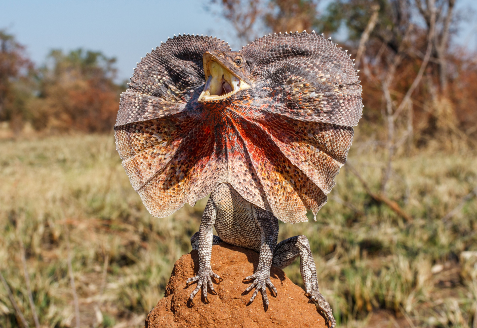 Essential tips for exploring the Australian outback