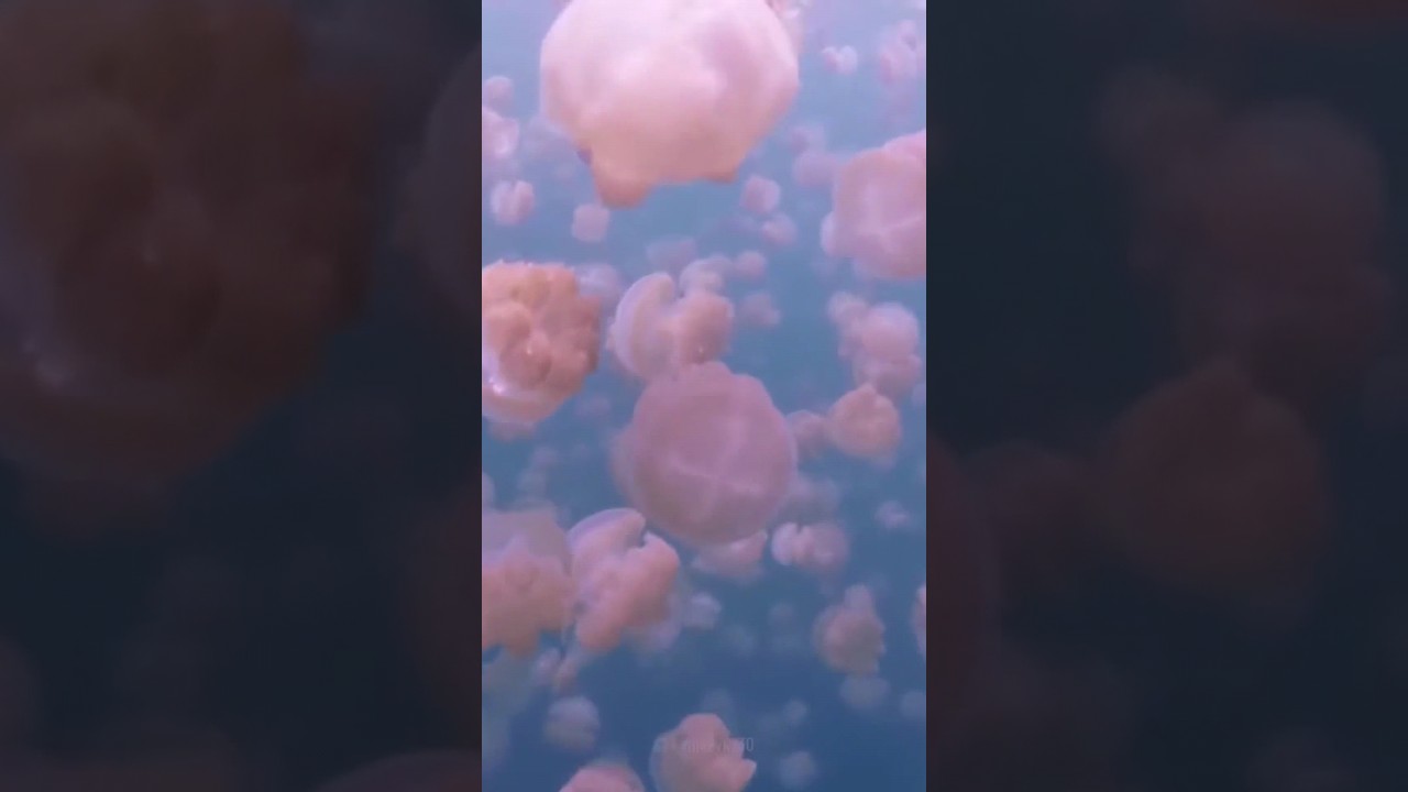 5 Box Jellyfish Facts That Could Save Your Life