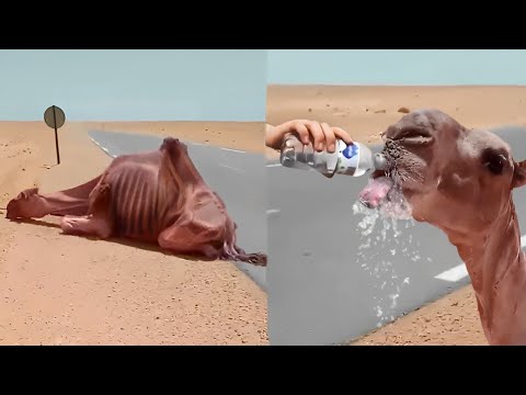 Kindness Shines In Animal Rescues That Inspire Hope