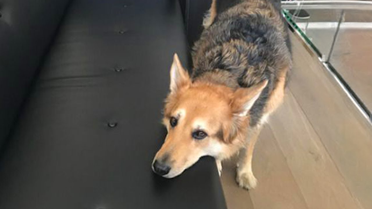 This dog’s endless jokes will keep you laughing all day