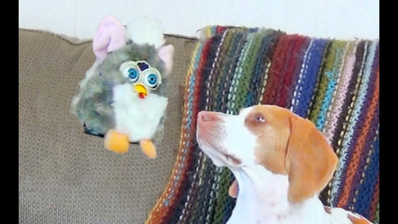 Dog wages the cutest battle against a dangling Furby