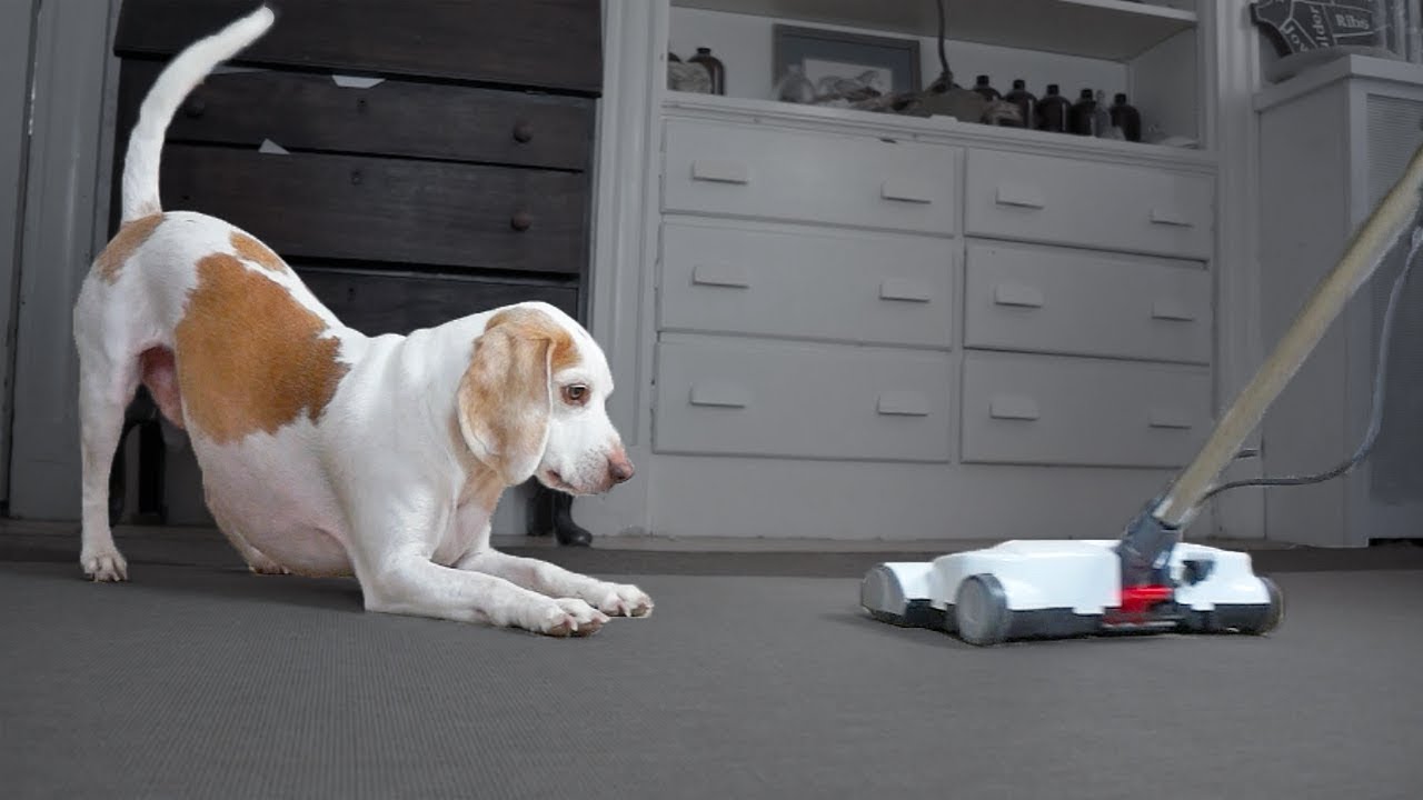 Dog takes on the vacuum cleaner