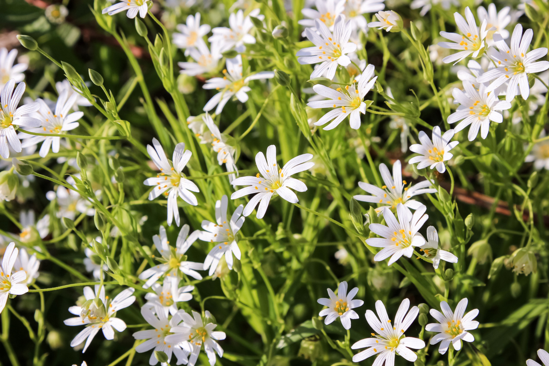 Flower power: medisinske blomster og planter du kan dyrke i hagen!
