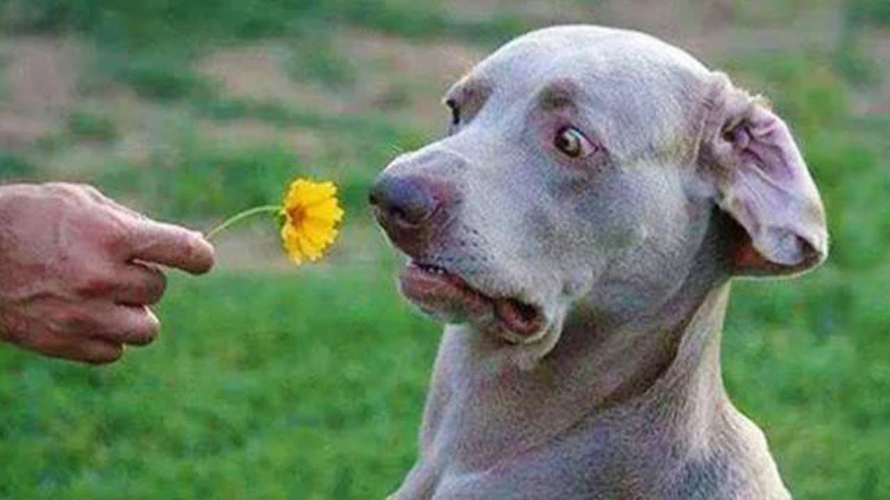 Dogs with the most hilarious thought processes