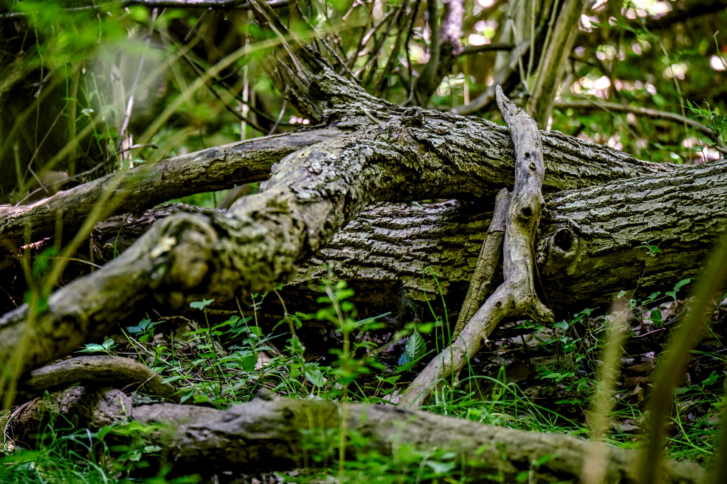 Winds reached 57 mph in Michigan Saturday. Here's where they were strongest