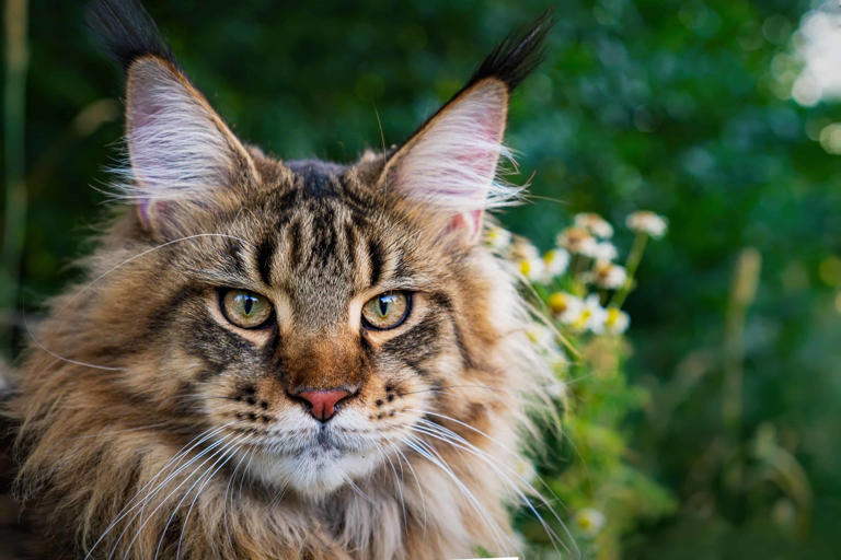 The true origins of one of the world’s largest cat breeds