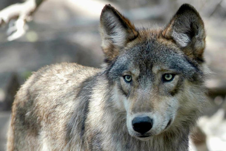 CDFW launches summer strike team to combat gray wolf attacks