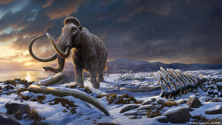 Colossal diseña "ratones con pelo de mamut" anticipando la desextinción ...