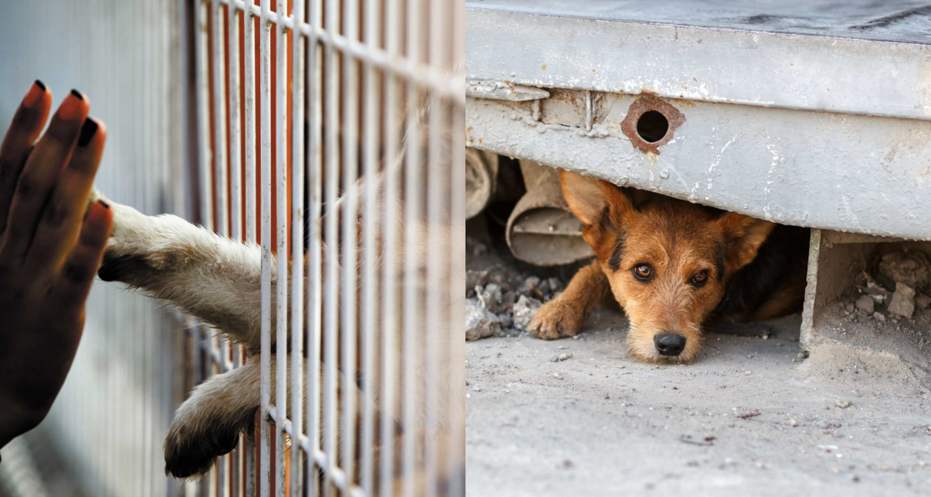 Comment peut-on sauver et protéger les animaux