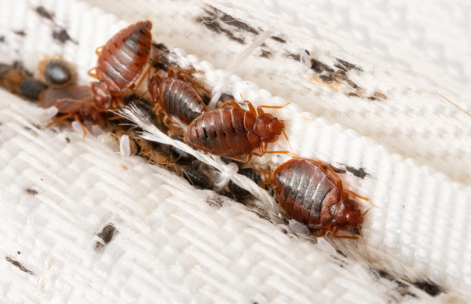 Top tips to get rid of these 18 common household pests for good