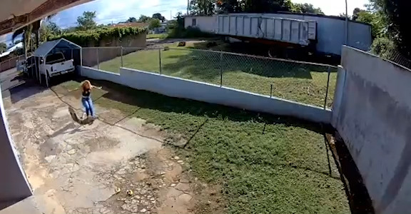 Woman falls after getting attacked by goose