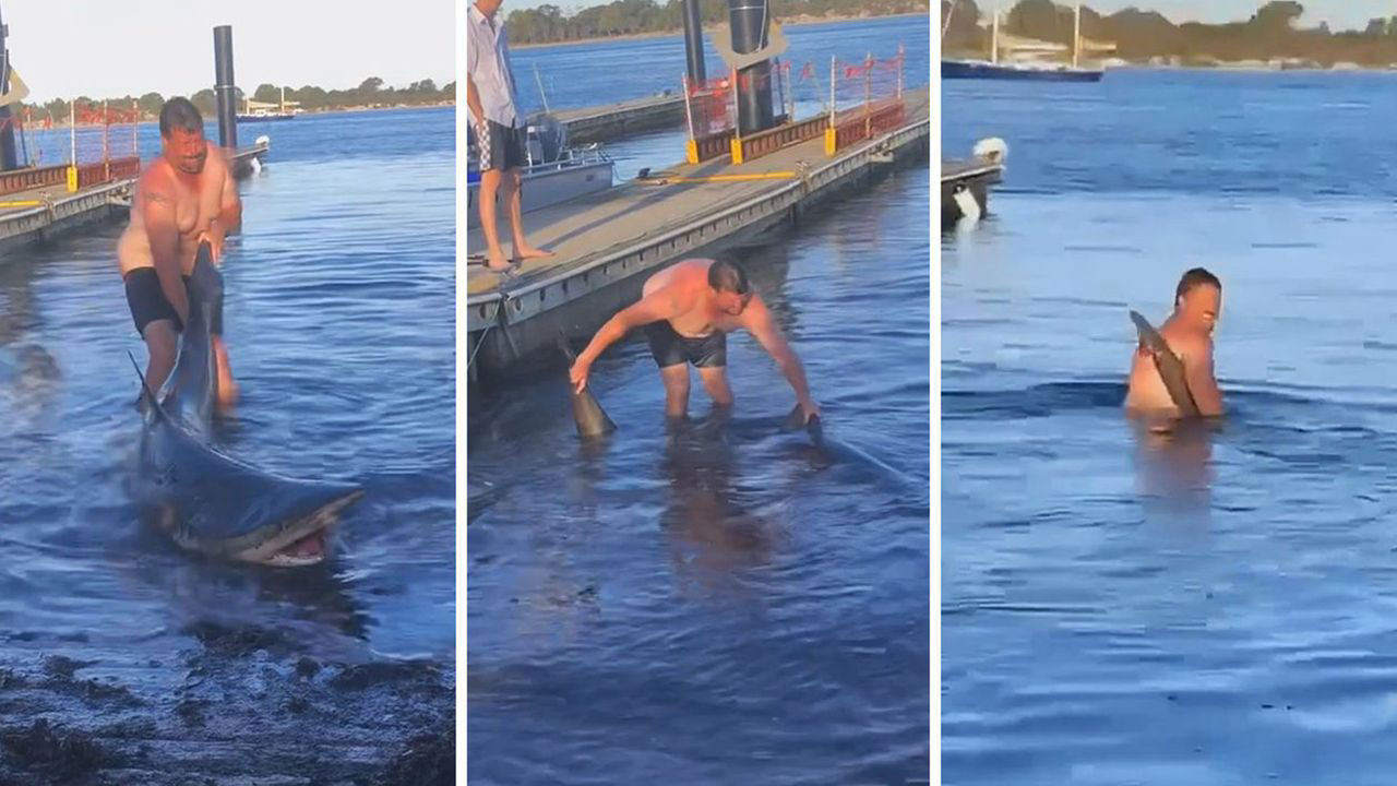 Shark wrangler! Man wrestles with thrashing shark in Australia Shark wrangler! Man wrestles with thrashing shark in Australia