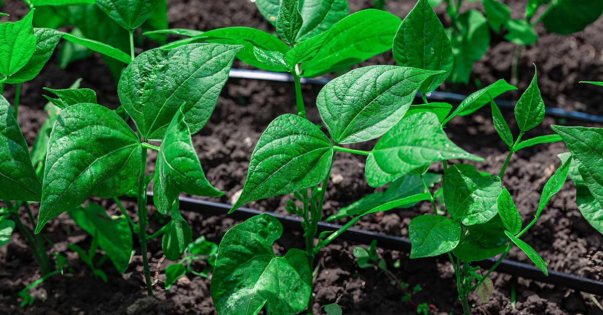 15 Perfect Companion Plants To Grow With Green Beans