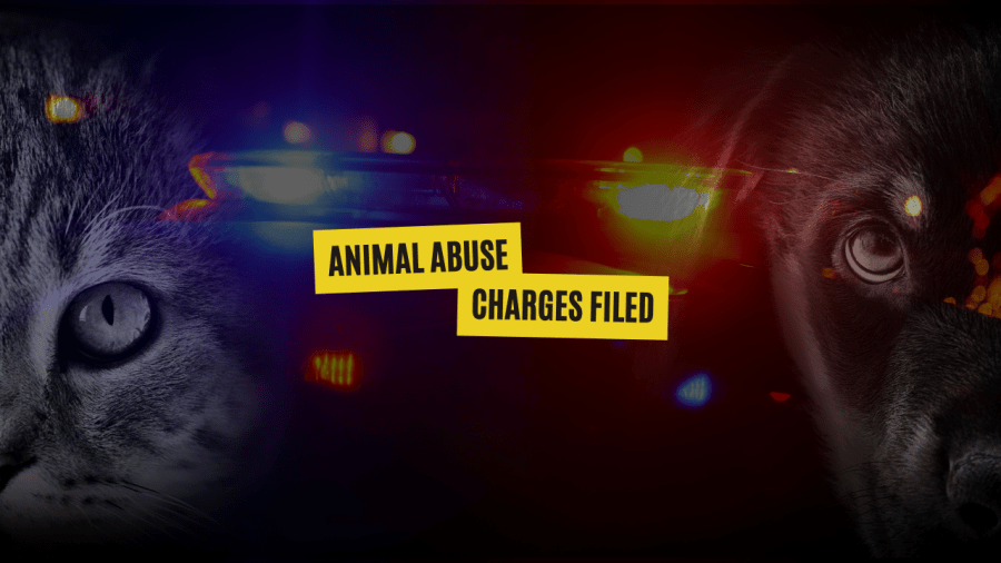 Johnstown woman allegedly kicked, hanged cat by leash